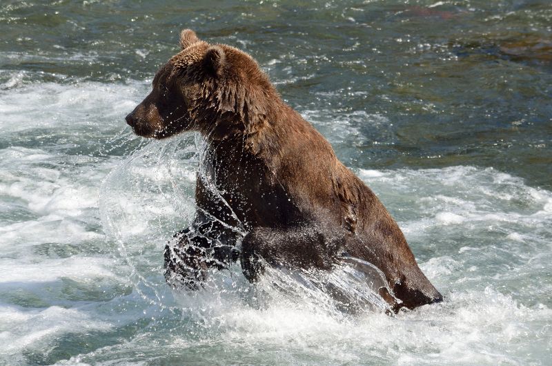 Brown Bear Viewing in Brooks Falls with Alaska Air Service