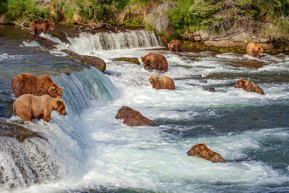 Glacier Flightseeing in Brooks Falls with Alaska Air Service